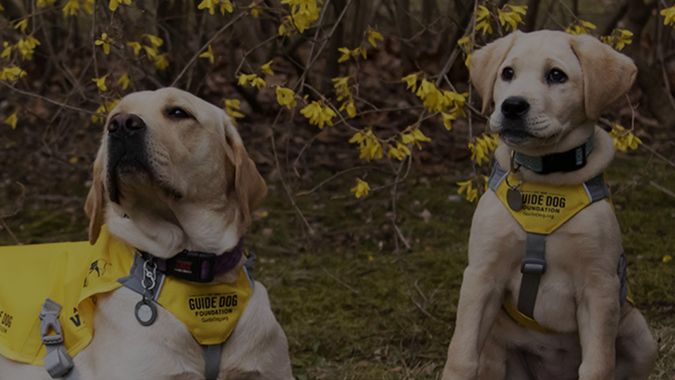 America's VetDogs Golf Classic - August 26, 2019 - A Service Disabled ...